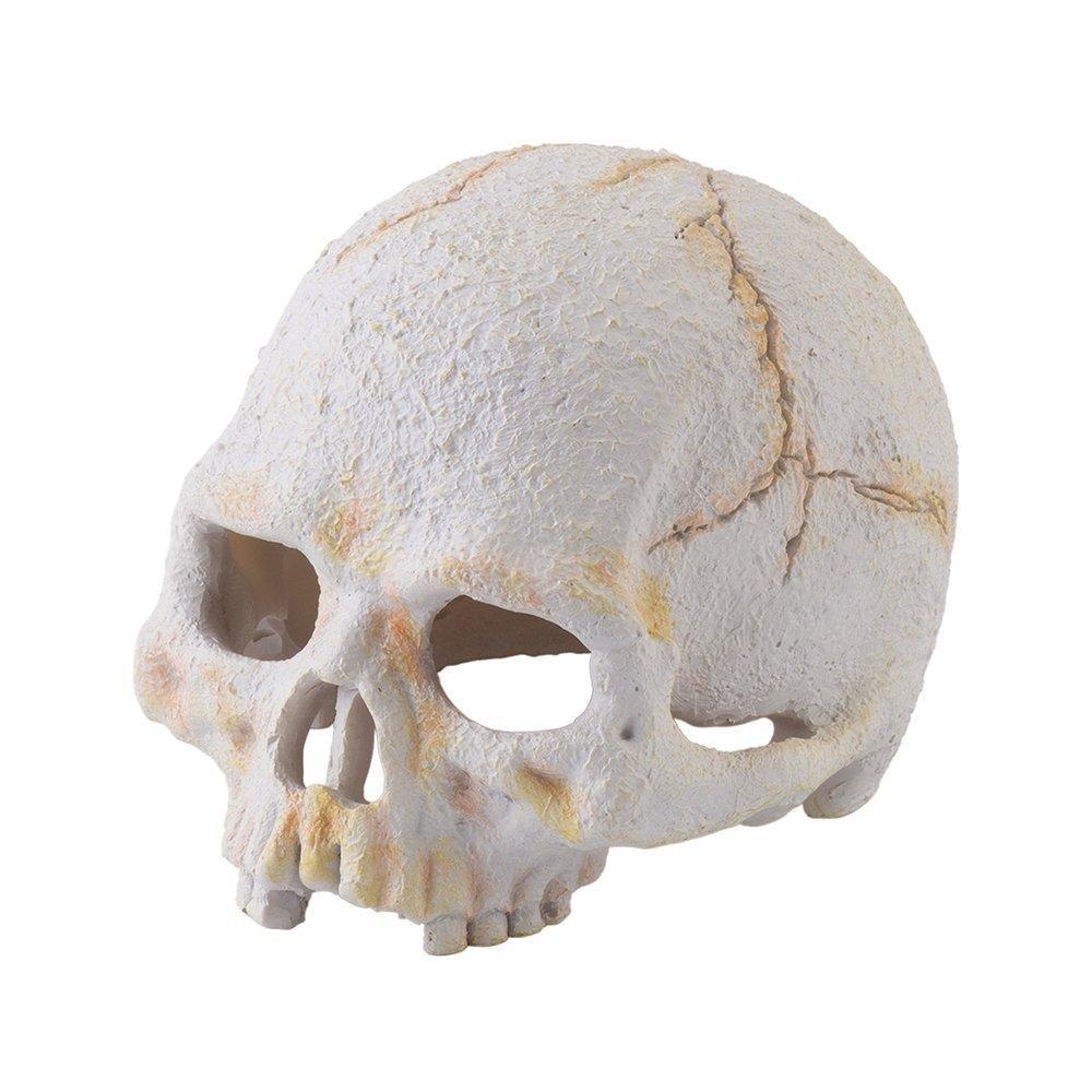 Exo Terra Primate Skull Small - eXtra